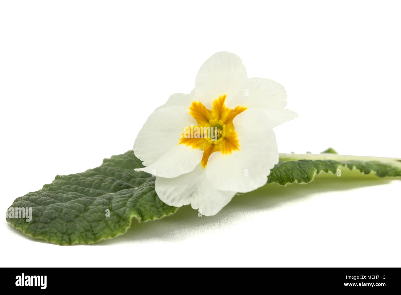 Flower of primrose, isolated on white background Stock Photo - Alamy