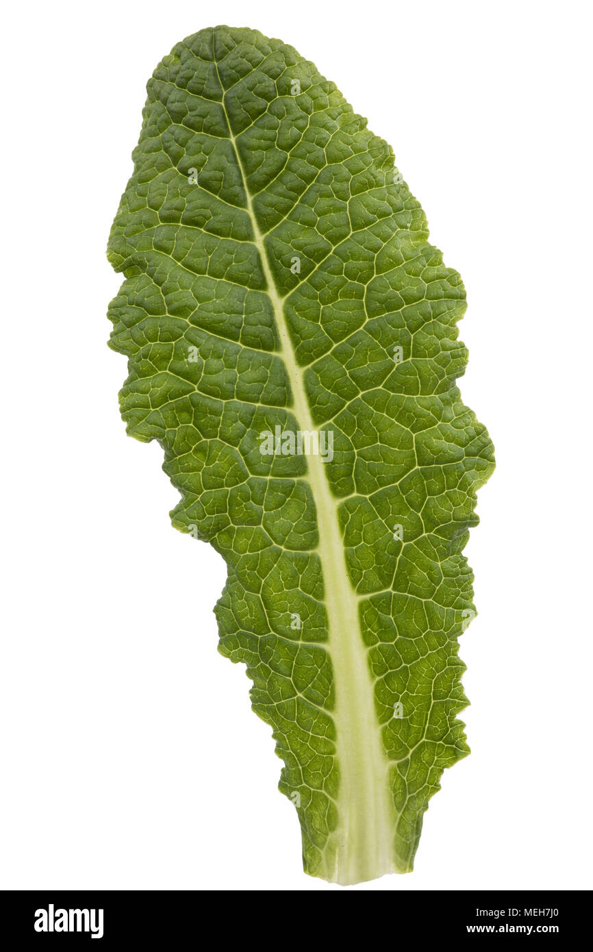 Leaf of primrose close-up, isolated on white background Stock Photo - Alamy