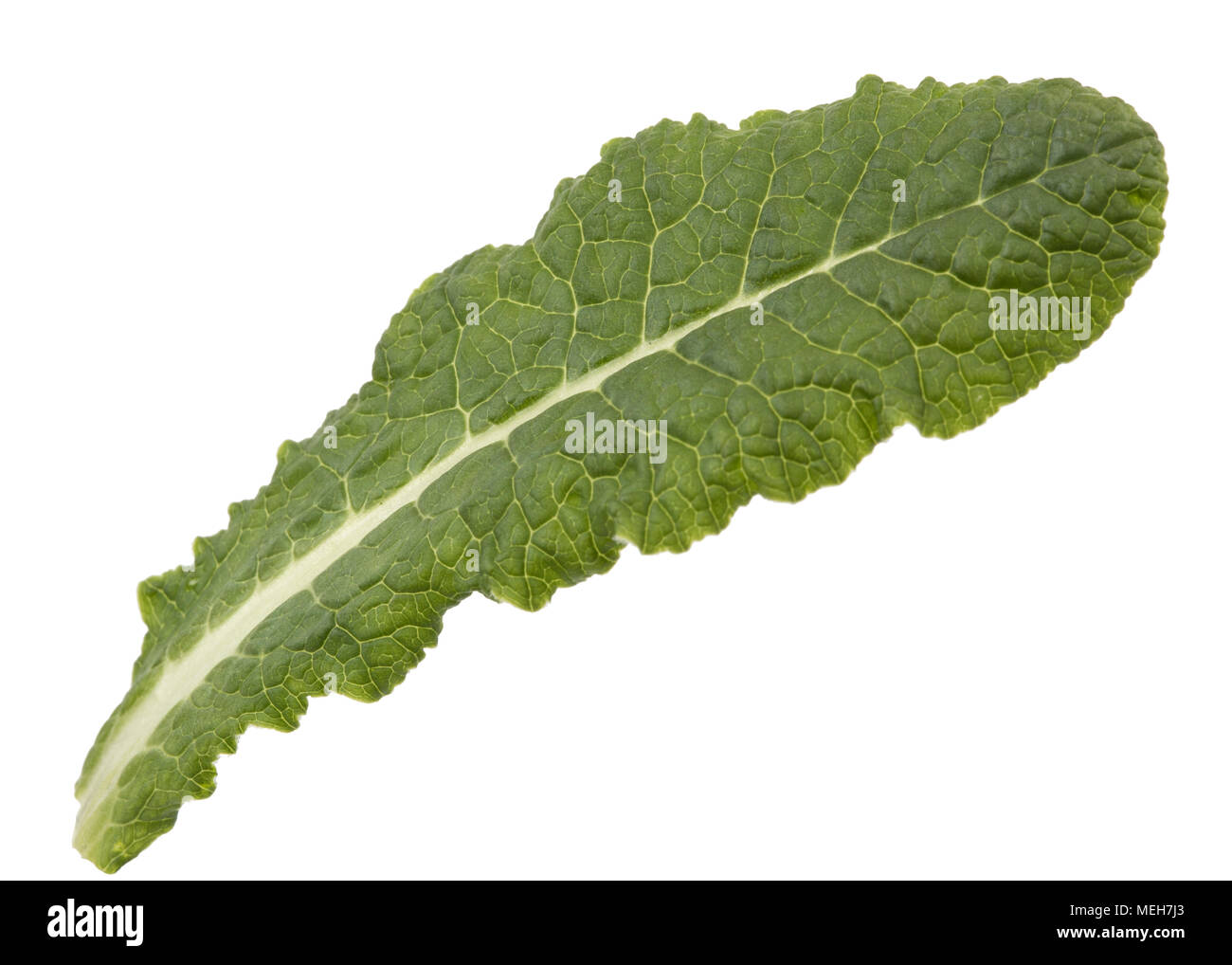 Leaf of primrose close-up, isolated on white background Stock Photo - Alamy