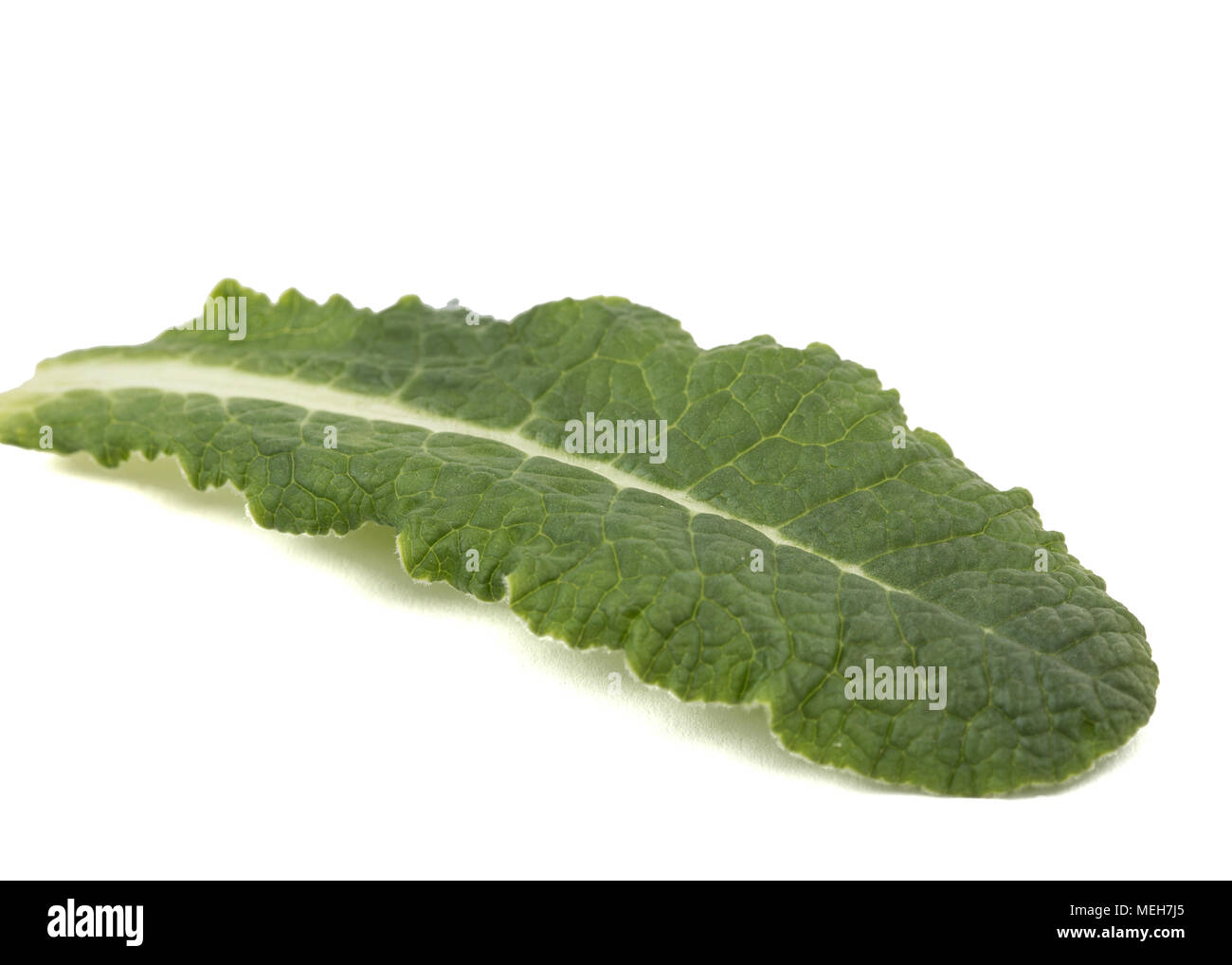 Leaf of primrose close-up, isolated on white background Stock Photo - Alamy