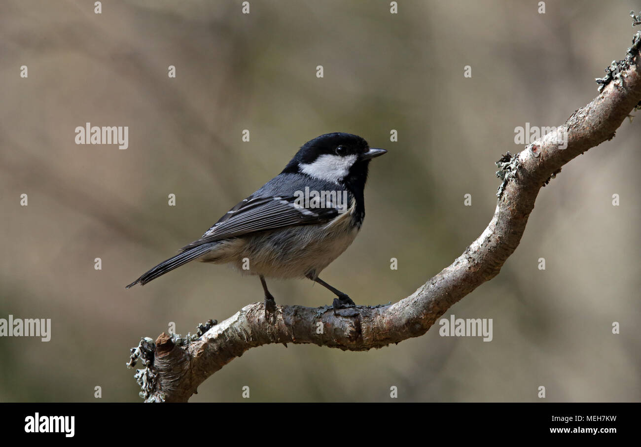 Coal tit, Periparus ater sitting on a branch Stock Photo - Alamy