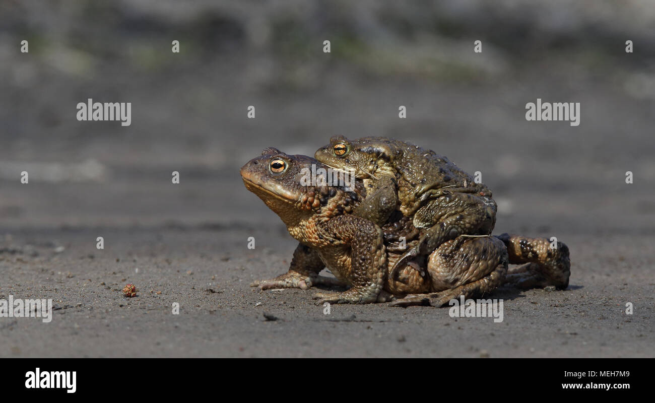 Mating Toads High Resolution Stock Photography and Images - Alamy