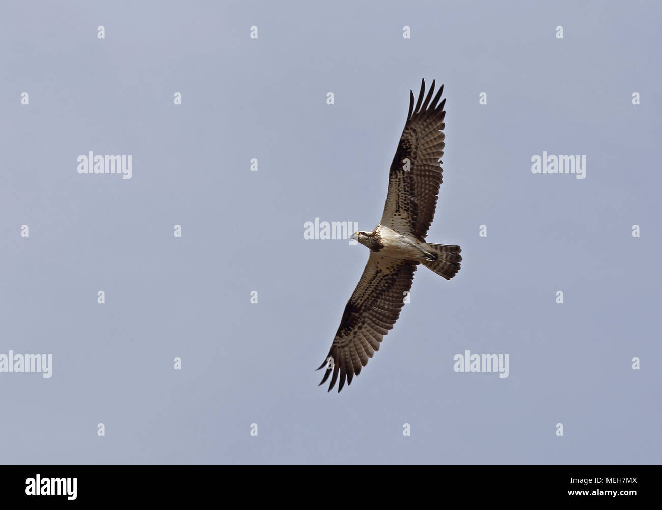 Osprey, Pandion haliaetus, flying above Stock Photo - Alamy
