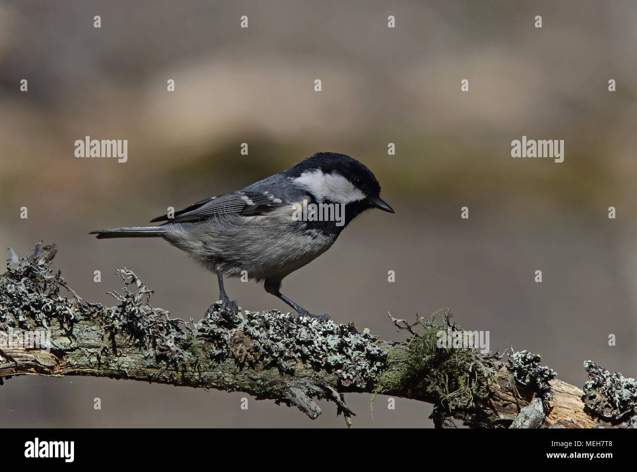 Coal tit, Periparus ater sitting on a branch with lichens Stock Photo ...