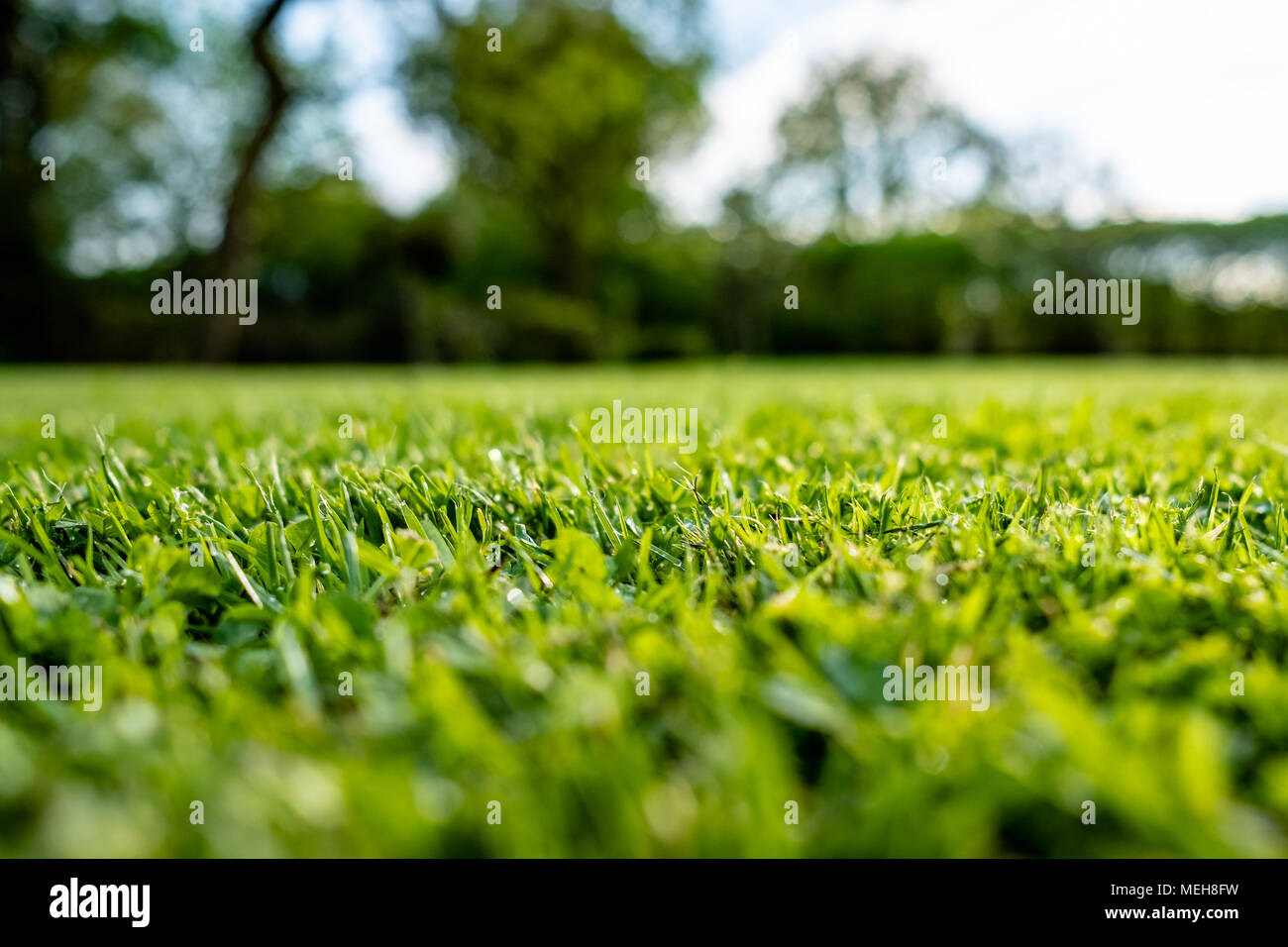 Ground level view of a recently cut and well maintained ornamental ...