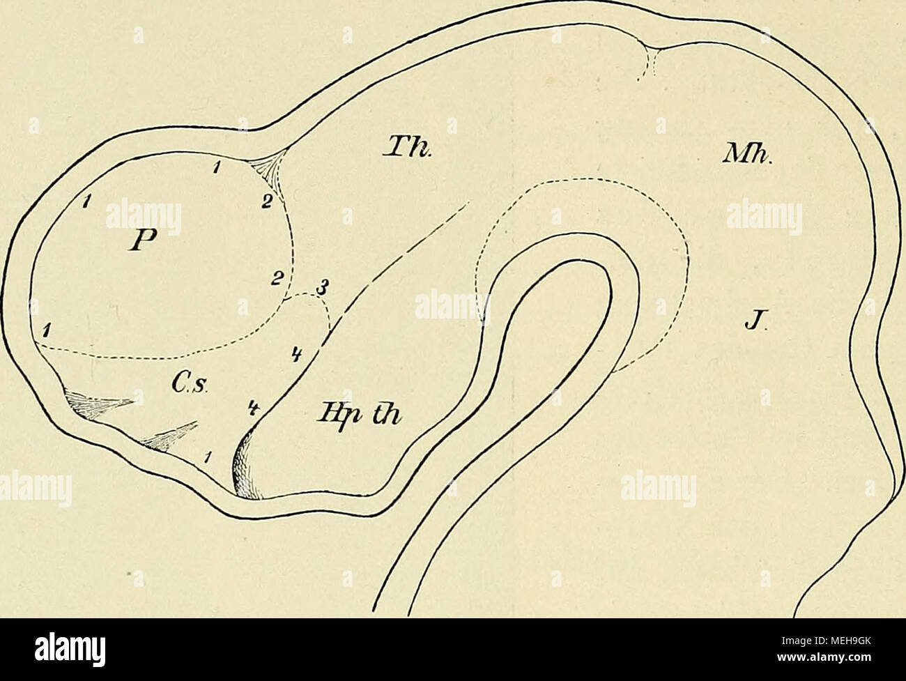 Rhinencephalon hi-res stock photography and images - Alamy