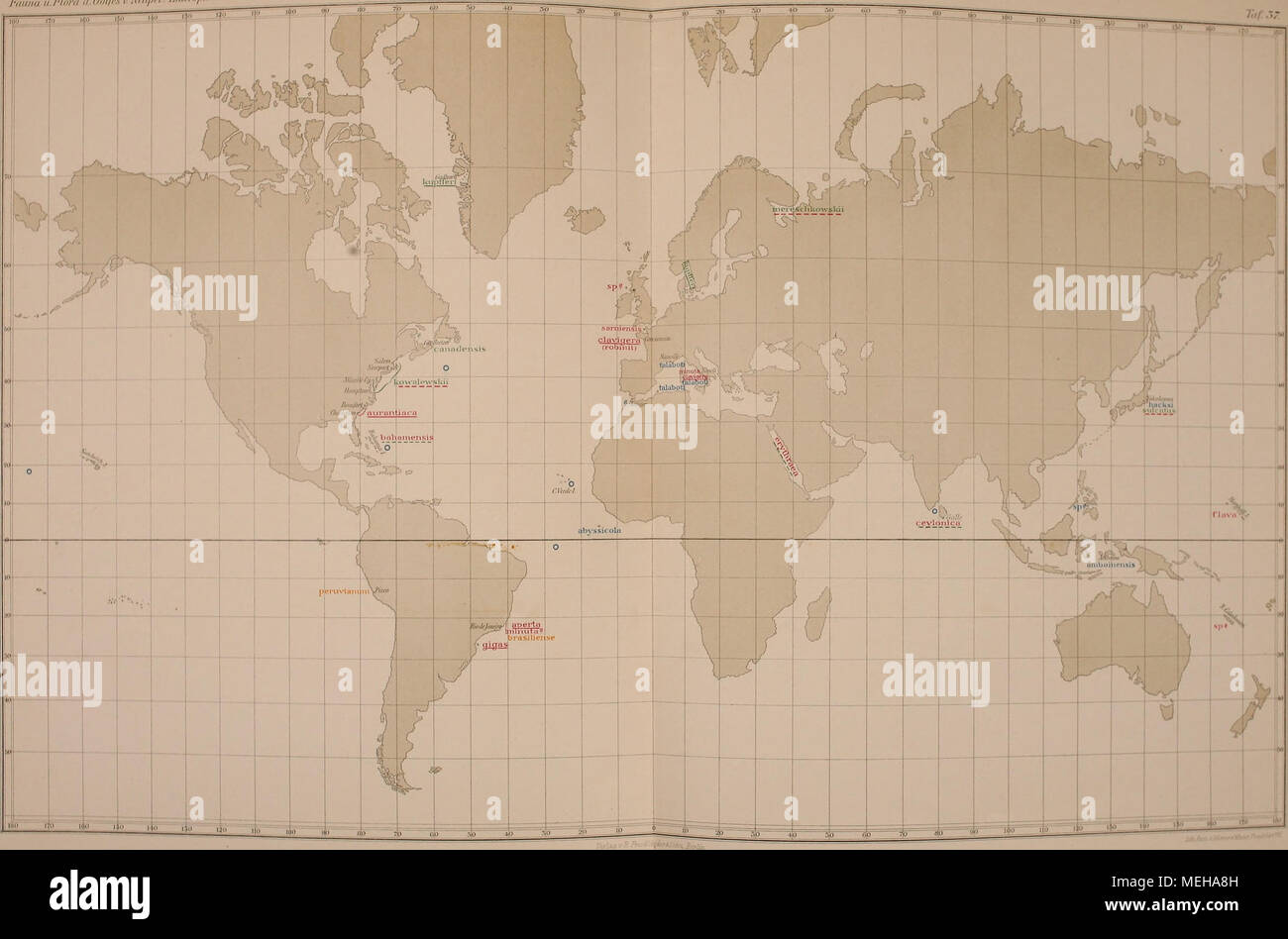 Balanoglossus hi-res stock photography and images - Alamy