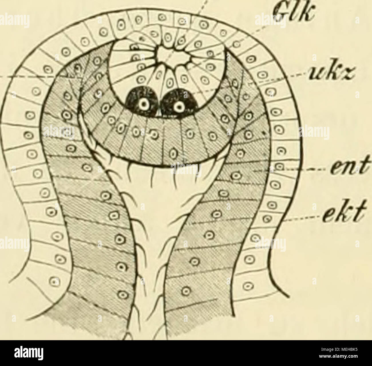 Ein schema hi-res stock photography and images - Alamy