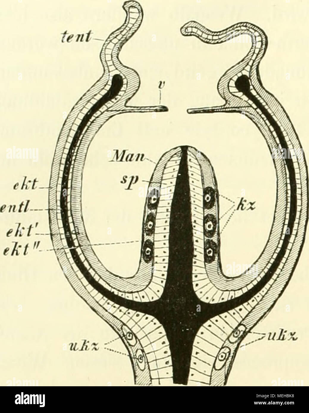 Masse schwerpunkt hi-res stock photography and images - Alamy