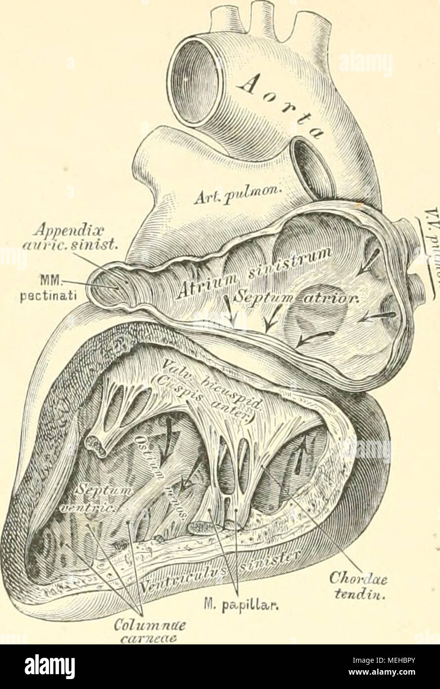 . Die descriptive und topographische Anatomie des Menschen . G91. Das ...