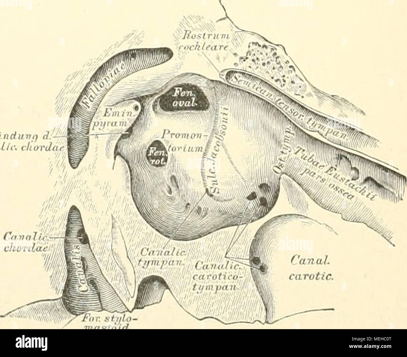 . Die descriptive und topographische Anatomie des Menschen . 065. Die ...