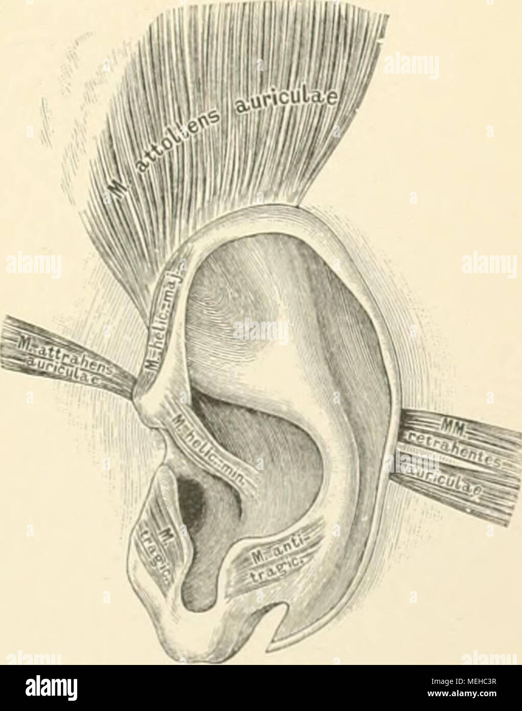 . Die descriptive und topographische Anatomie des Menschen . (J;V2. Die ...