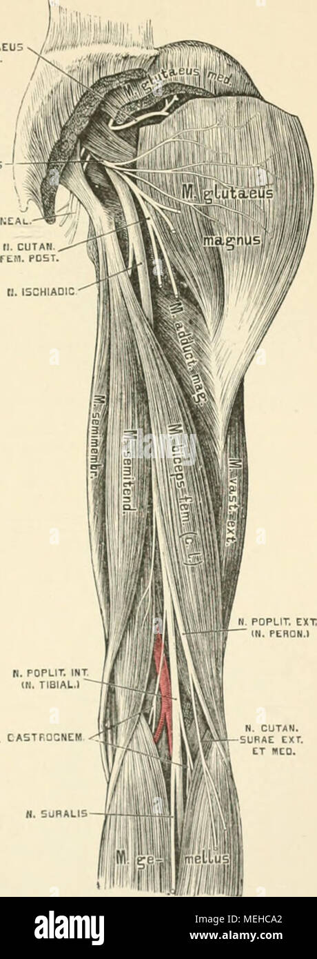 . Die descriptive und topographische Anatomie des Menschen . H. CASTf ...