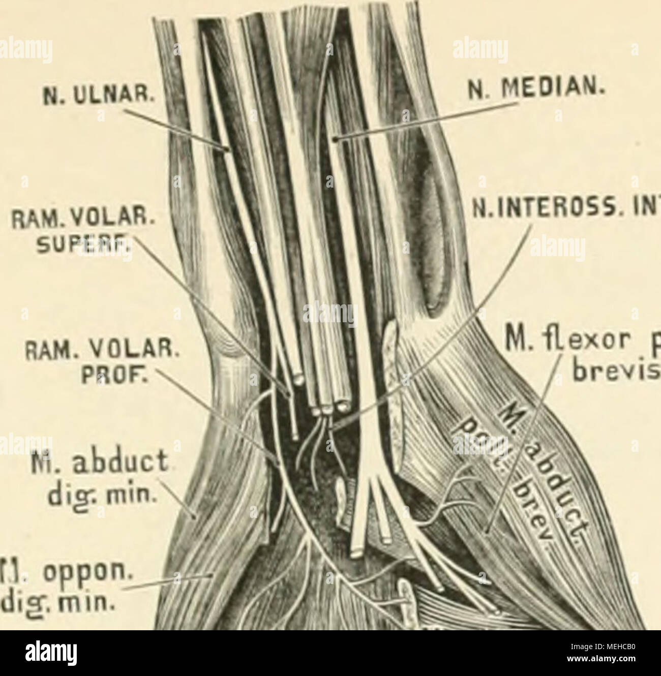. Die descriptive und topographische Anatomie des Menschen . M. flexor ...