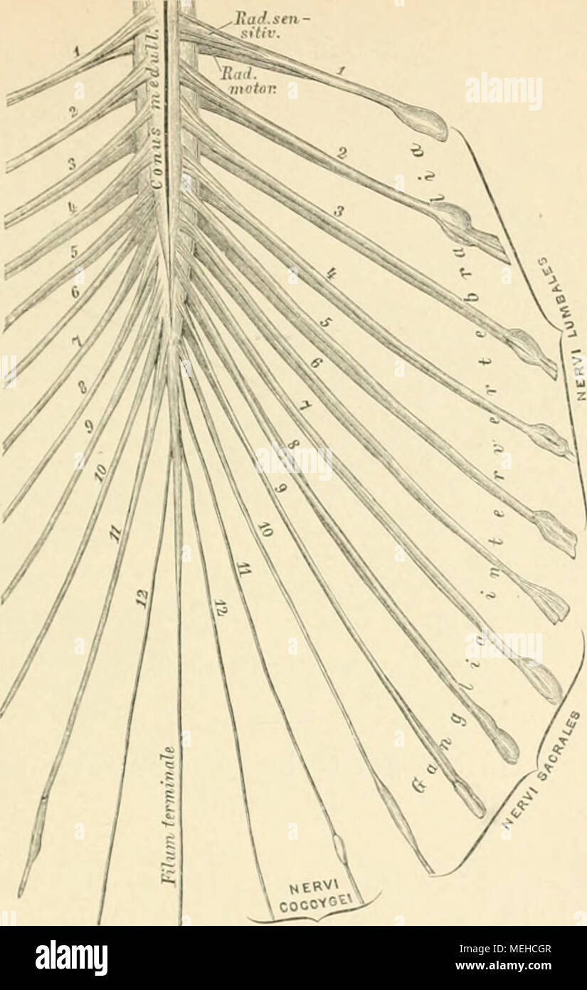 Cauda equina hi-res stock photography and images - Alamy