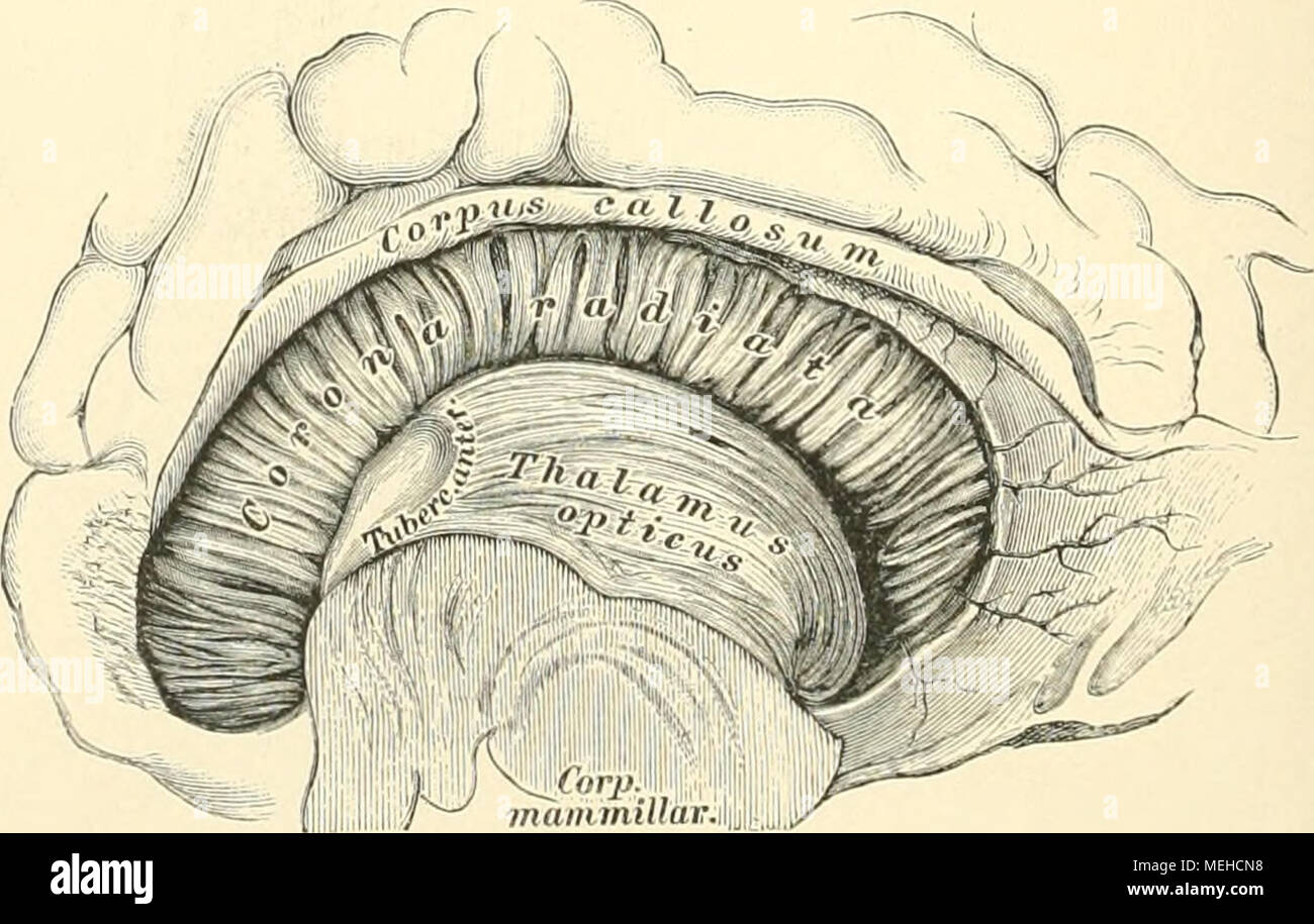 Grosse anatomie hi-res stock photography and images - Alamy