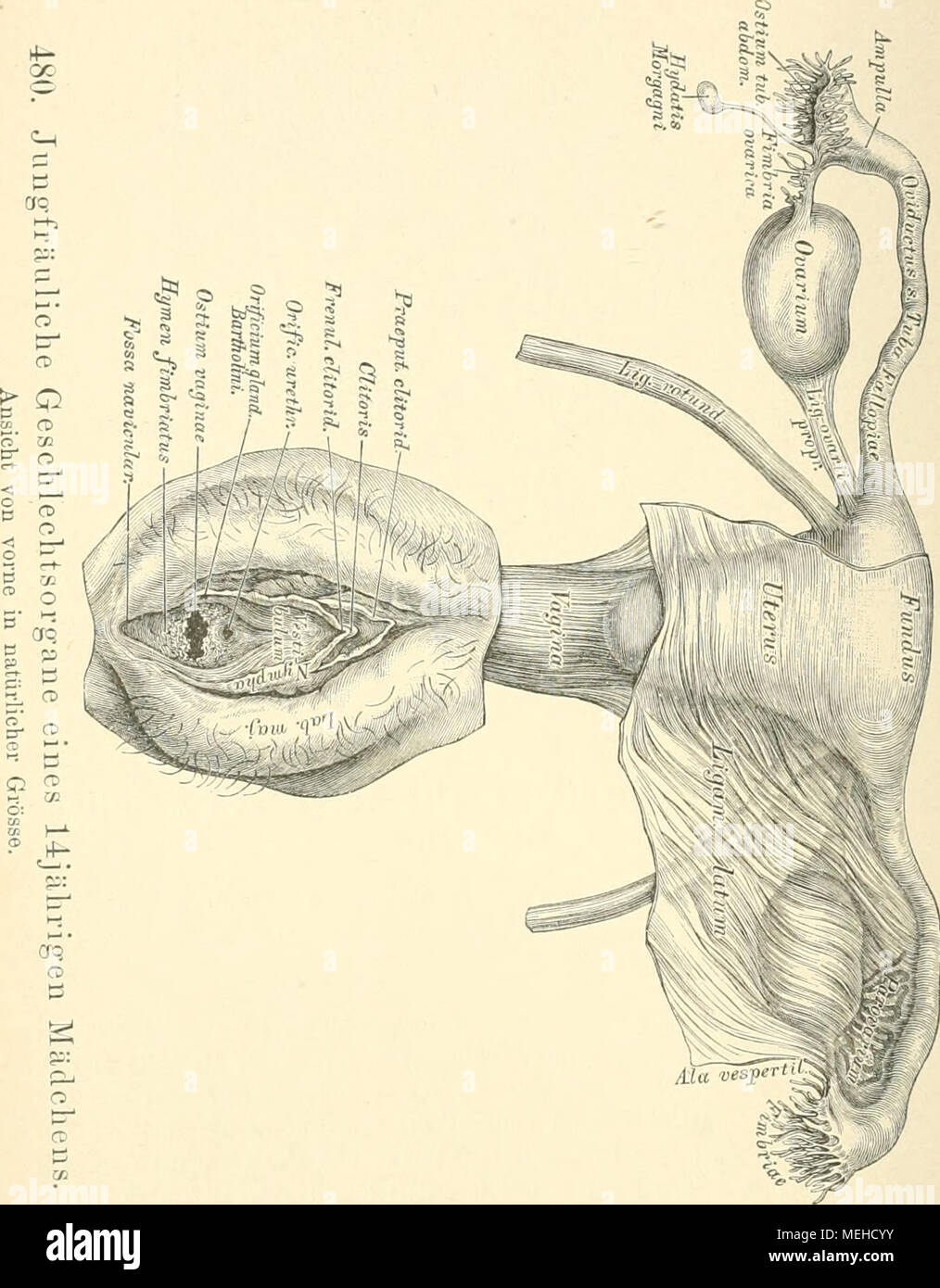 Die anatomie des menschen hi-res stock photography and images - Alamy