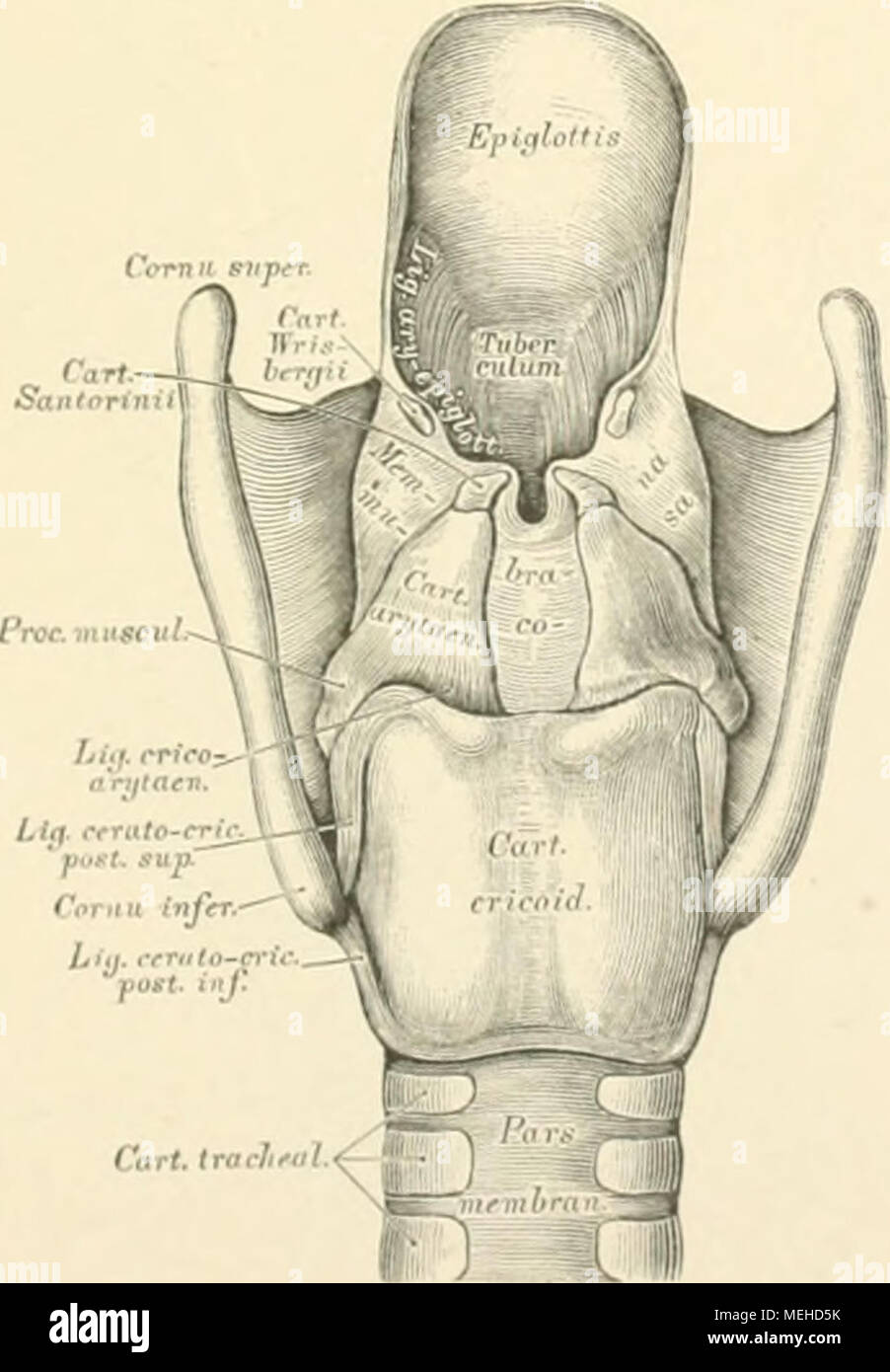 Kehlkopf hi-res stock photography and images - Alamy