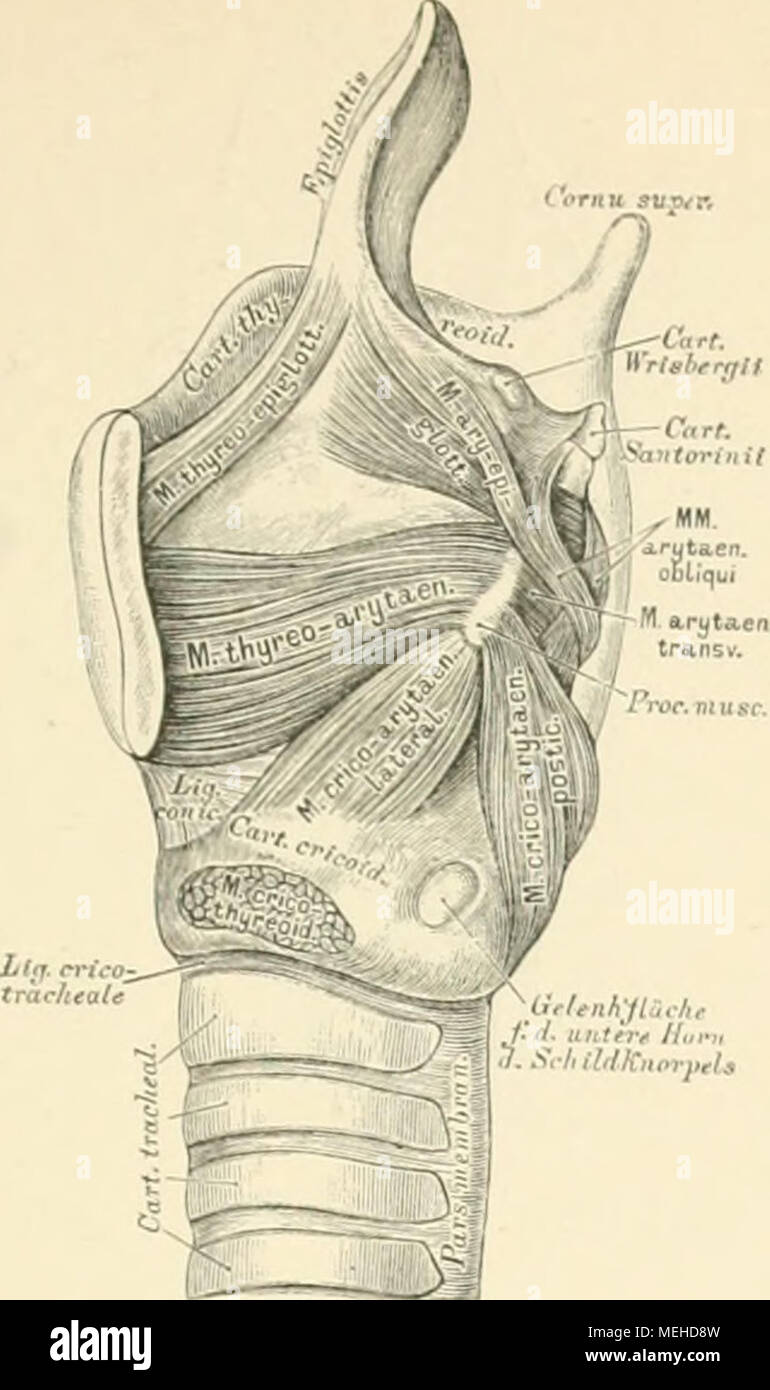 Anatomie Des Schildknorpels Die Schilddrüse Anatomie Und Chirurgie