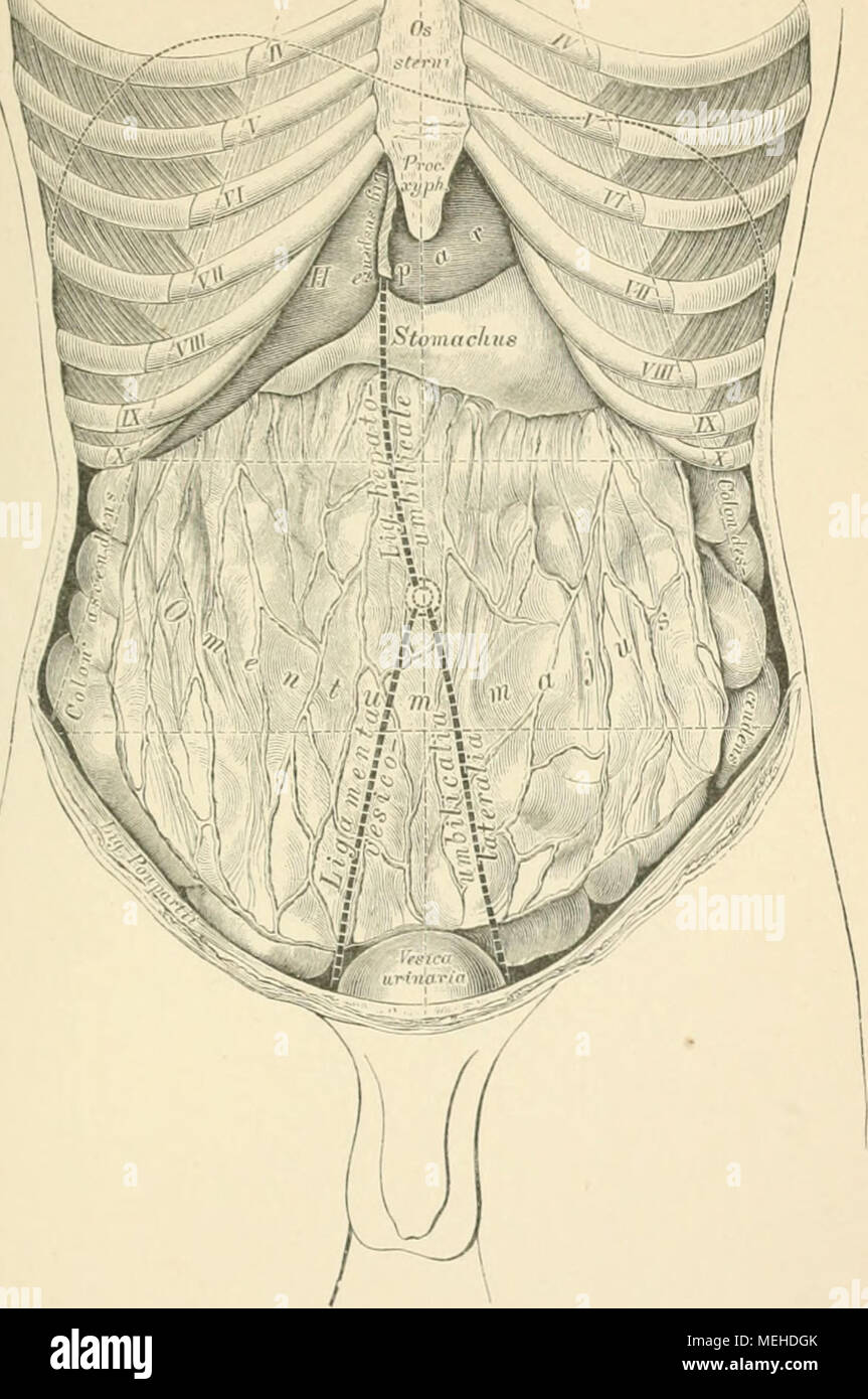 . Die descriptive und topographische Anatomie des Menschen . 383 ...