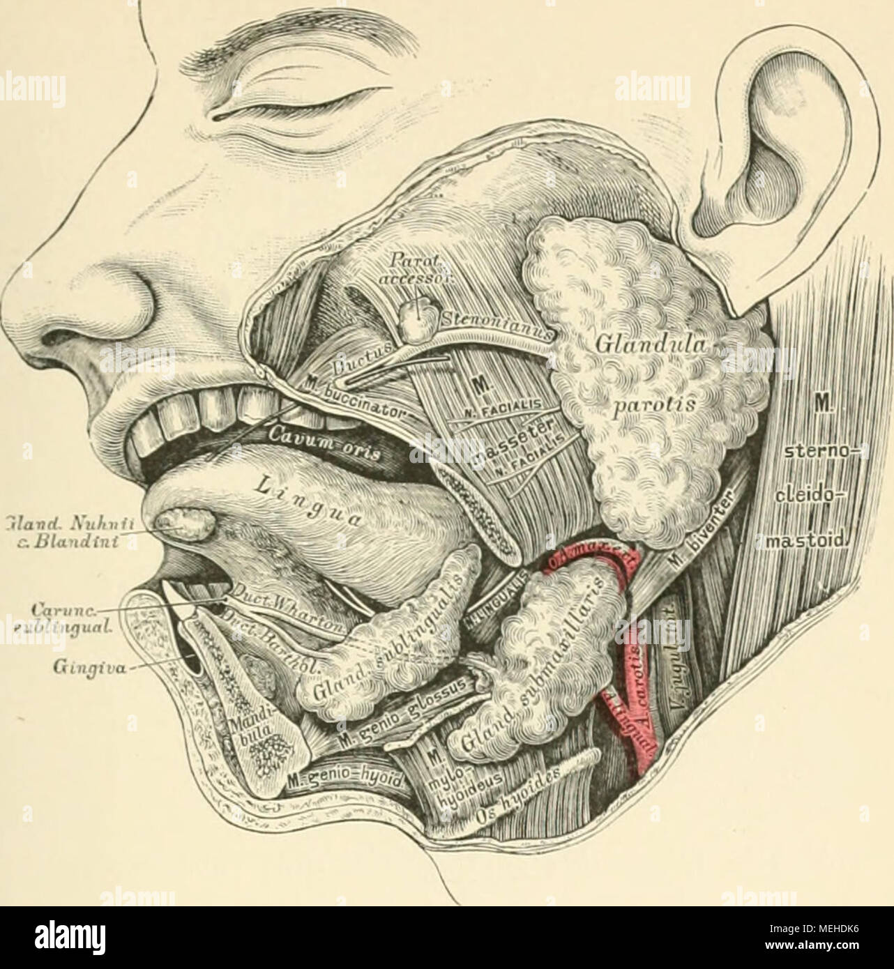 Glandula parotis hi-res stock photography and images - Alamy