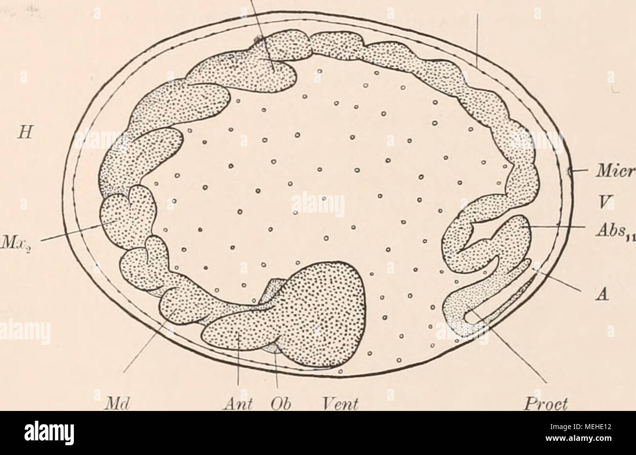 Micropyle hi-res stock photography and images - Alamy