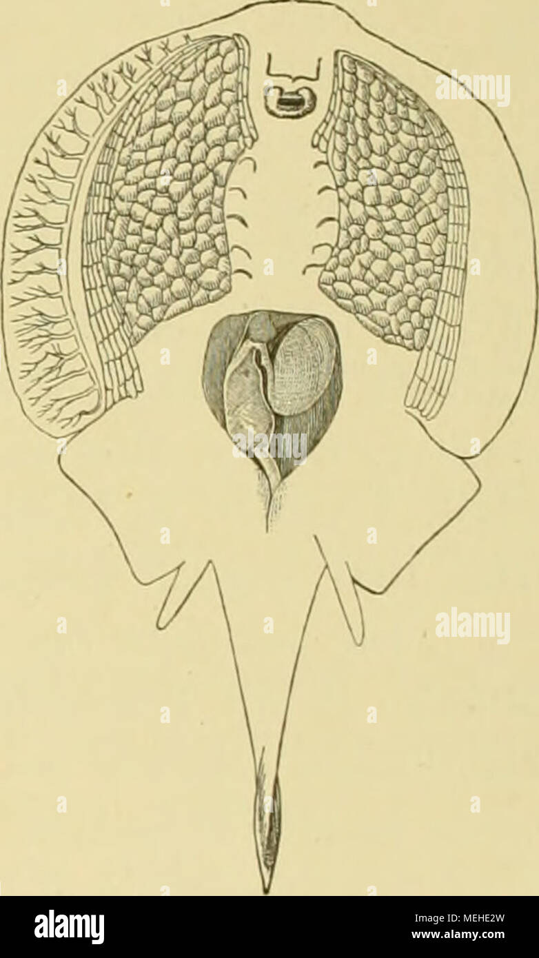 Die elektrischen Fische : nach neuen Untersuchungen anatomisch ...