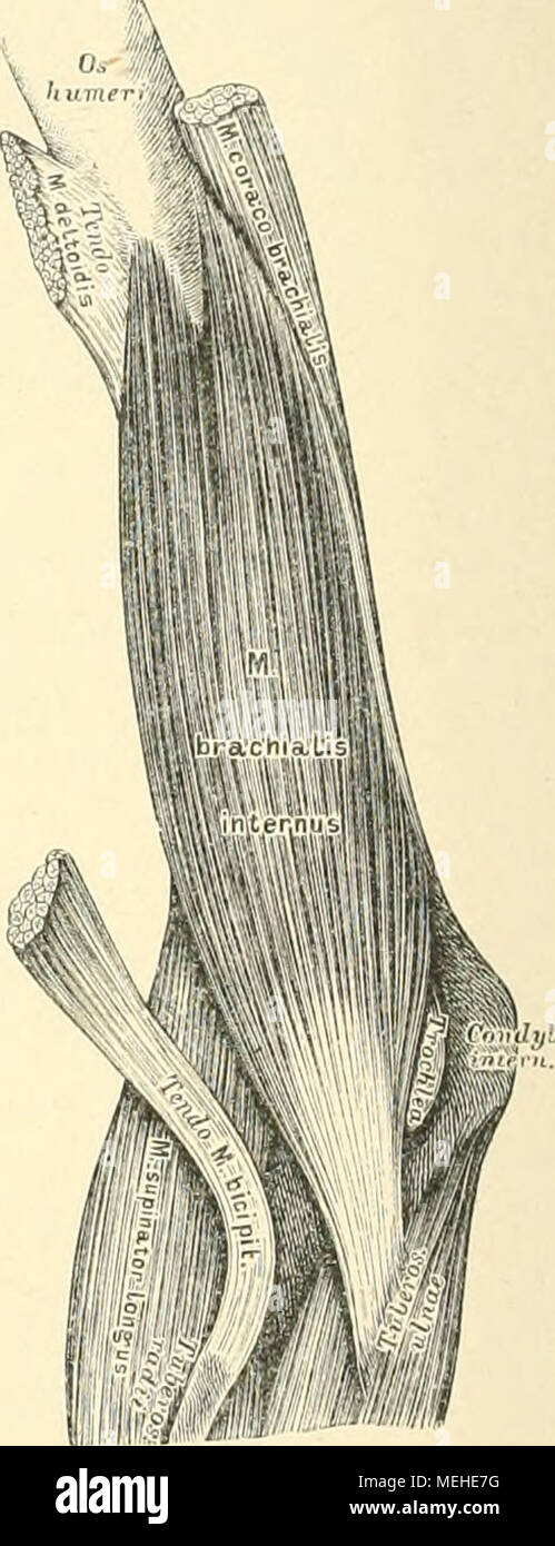 Biceps anatomie hi-res stock photography and images - Alamy