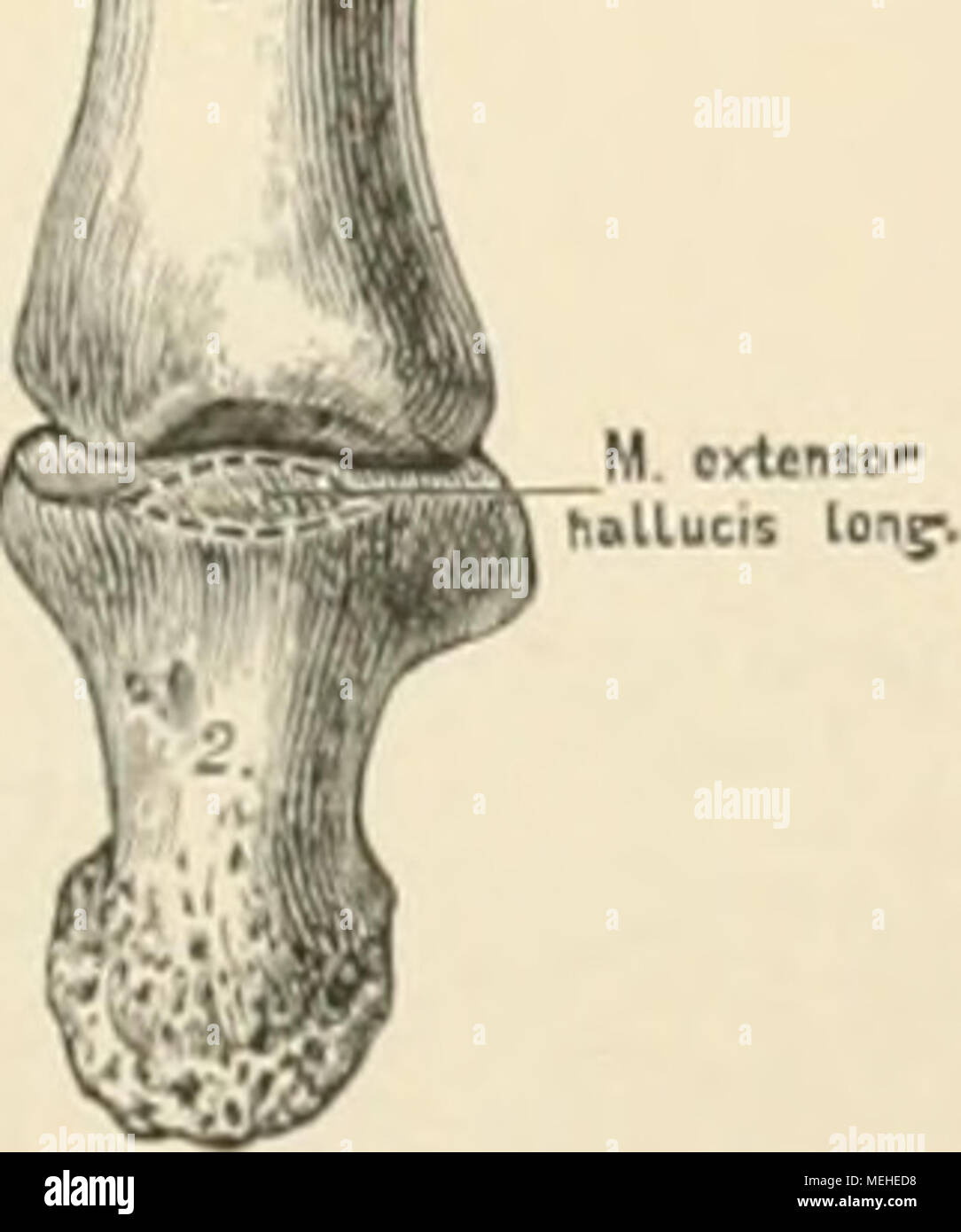 Descriptive terminology hi-res stock photography and images - Alamy