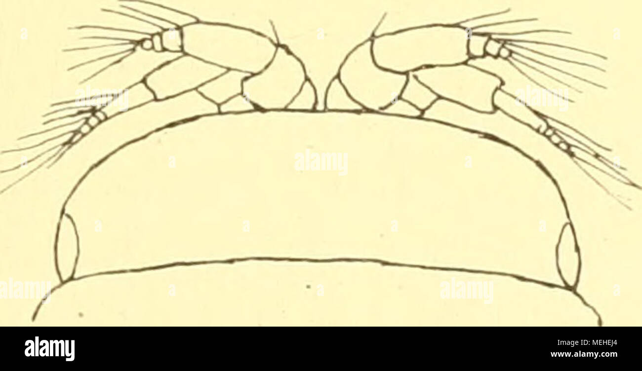 Limnoria Lignorum