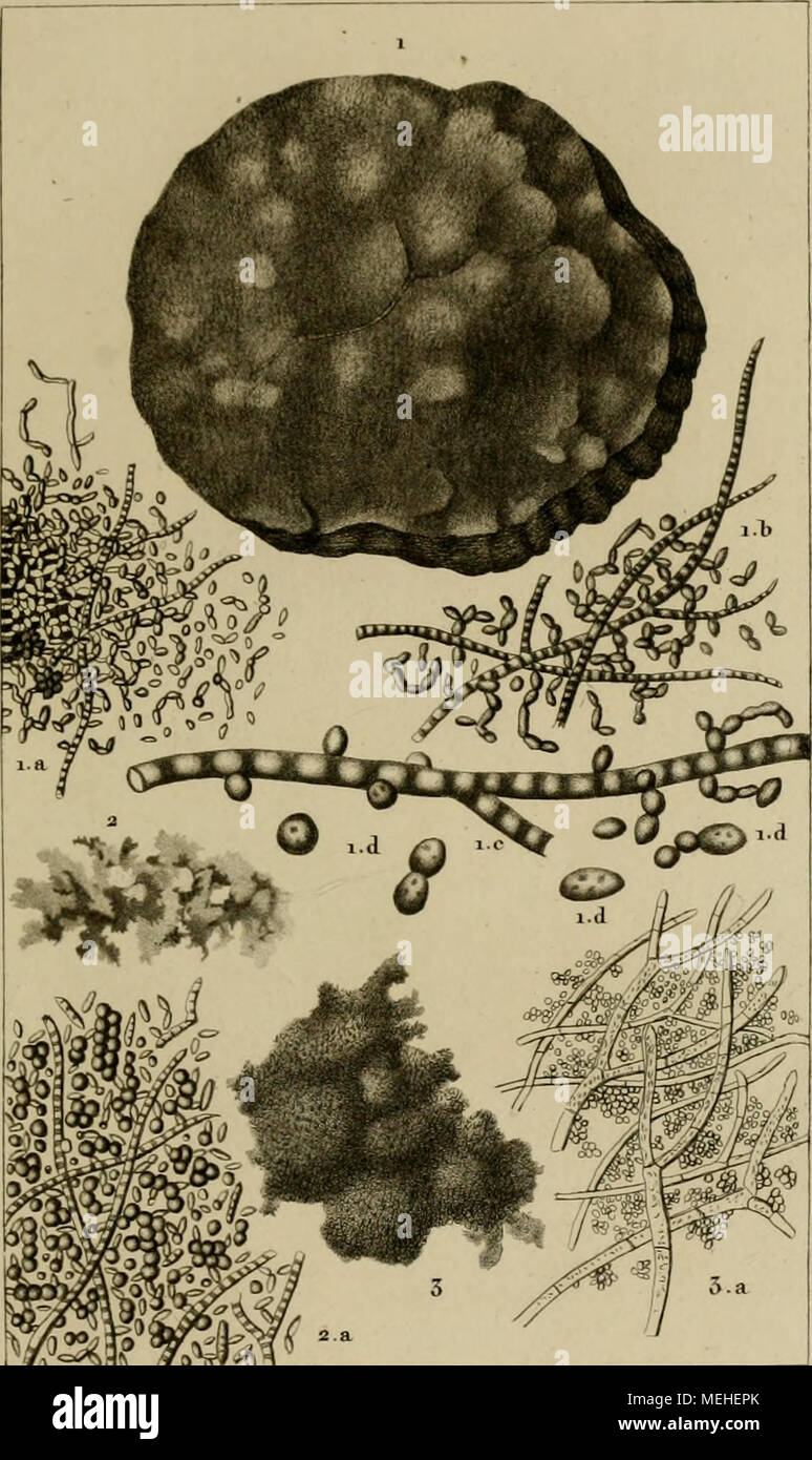 Mycoderma hi-res stock photography and images - Alamy