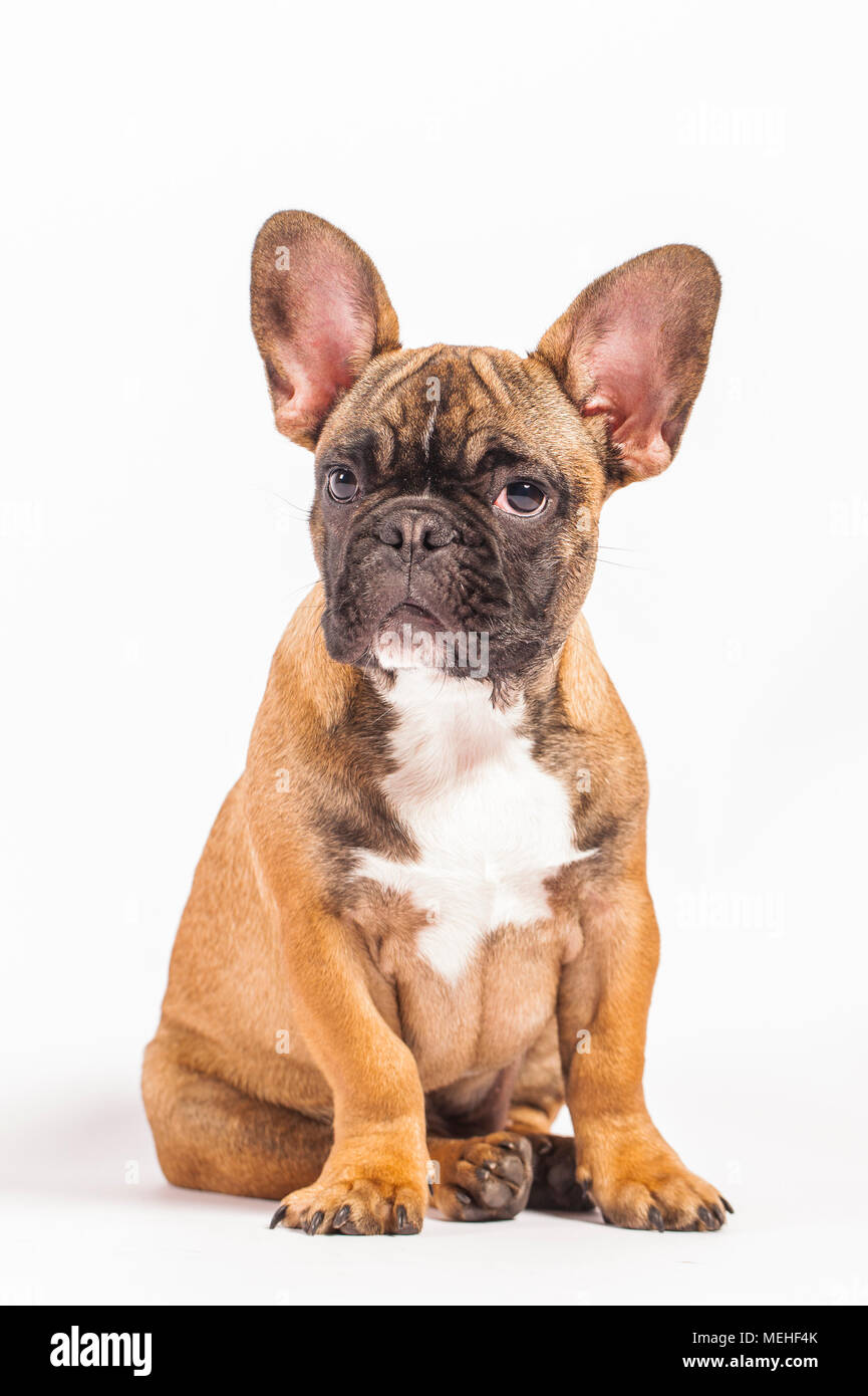 Bullo hi-res stock photography and images - Alamy