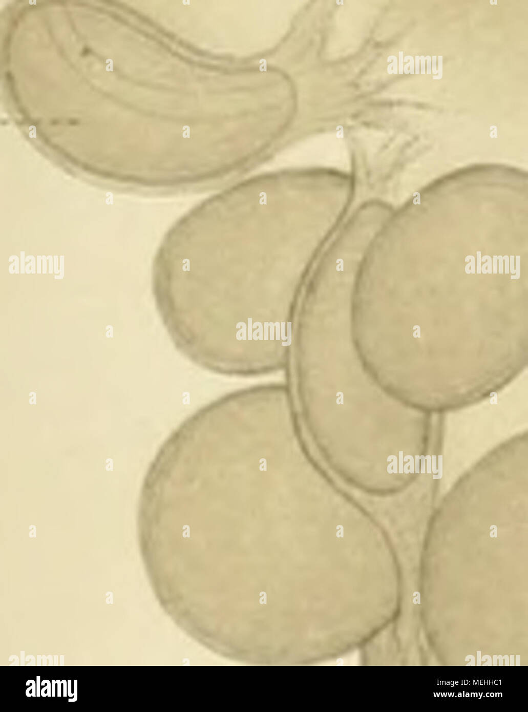 Doliolum High Resolution Stock Photography and Images - Alamy