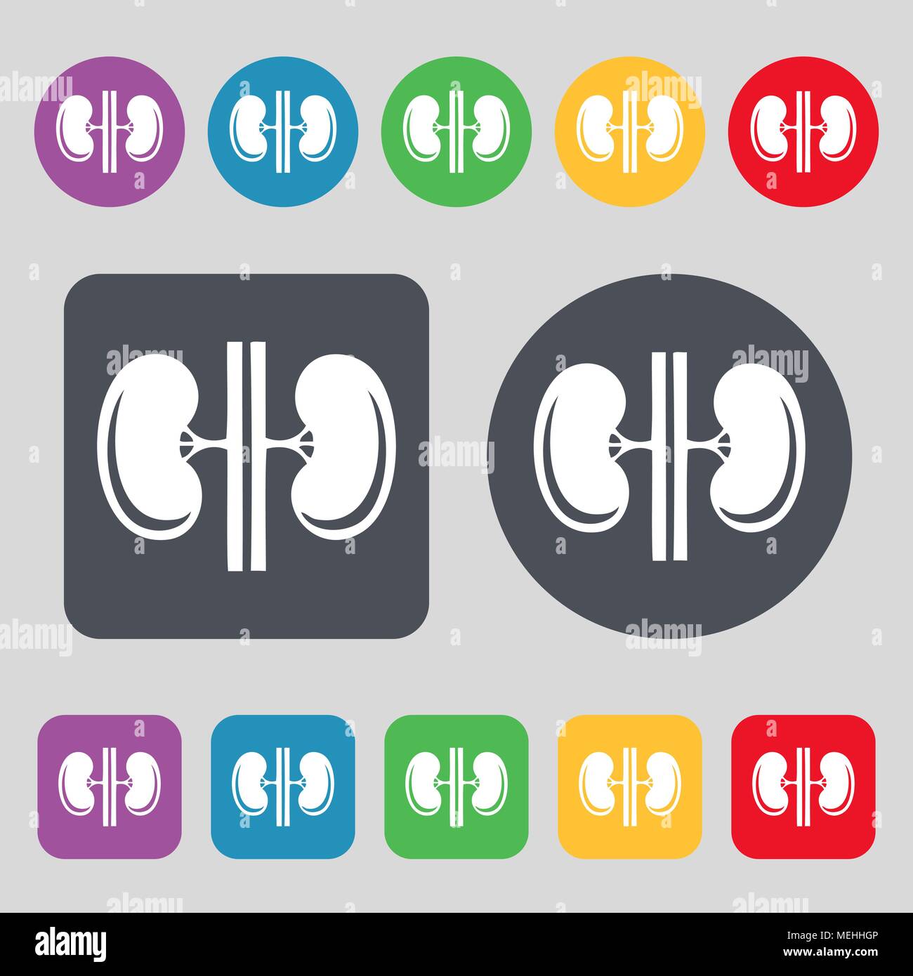 Kidneys icon sign. A set of 12 colored buttons. Flat design. Vector ...