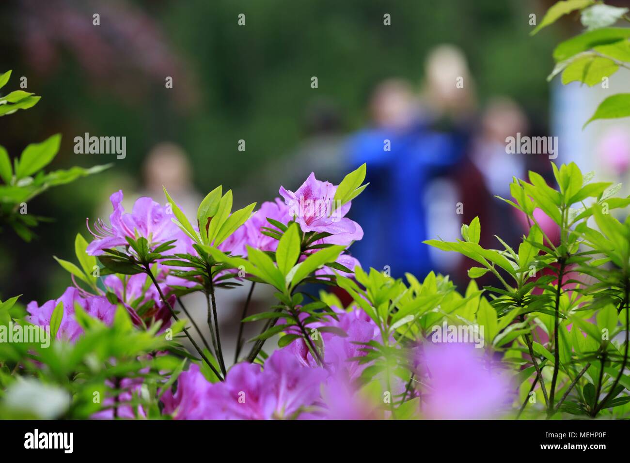 Wulingyuan scenic spot hi-res stock photography and images - Alamy