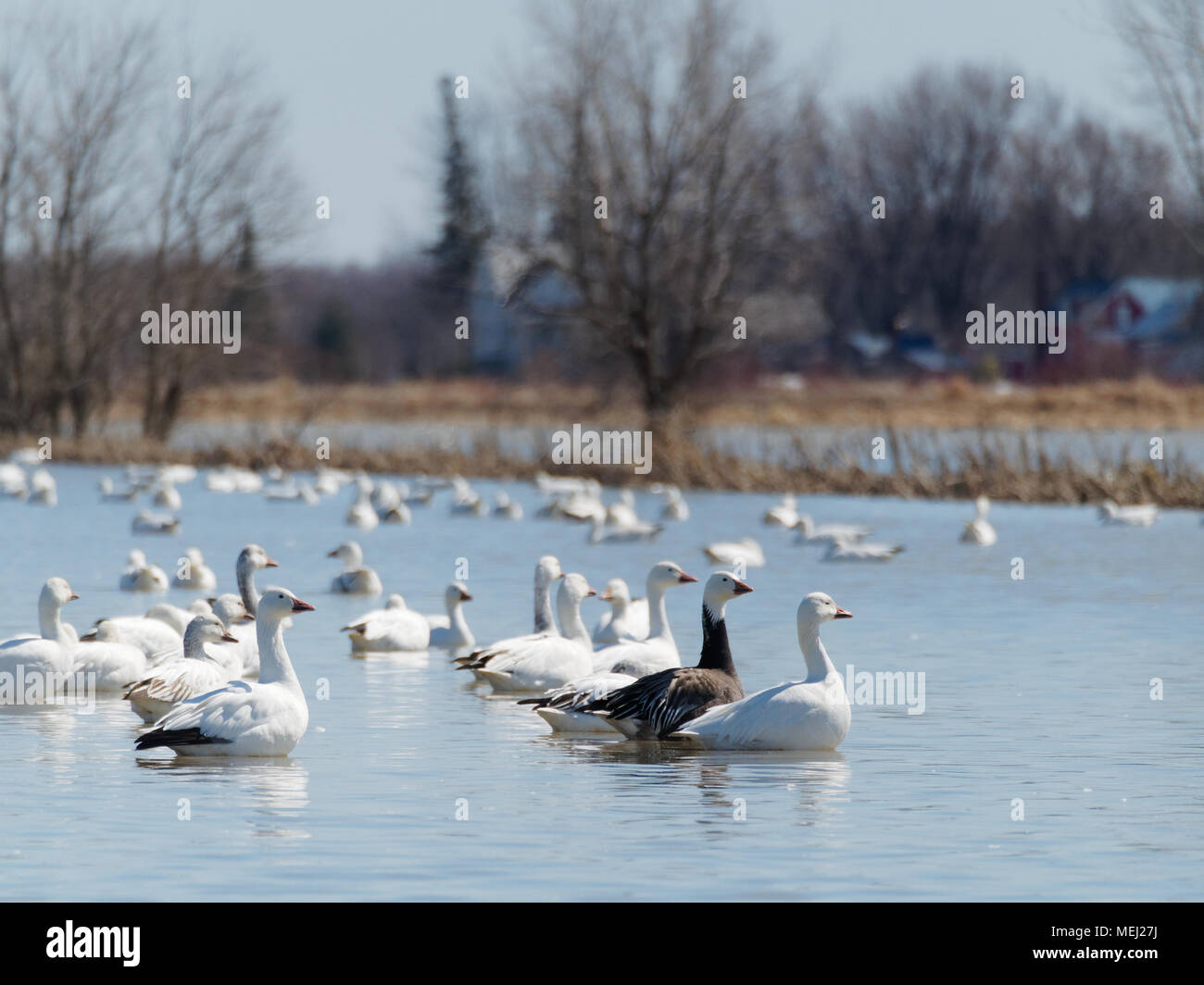 Blue morph snow goose hi-res stock photography and images - Alamy