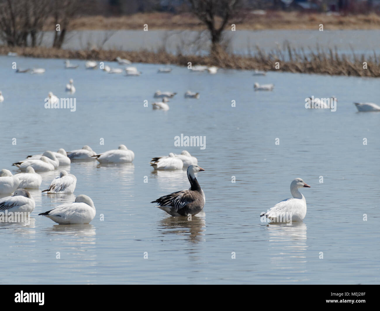 Blue morph snow goose hi-res stock photography and images - Alamy