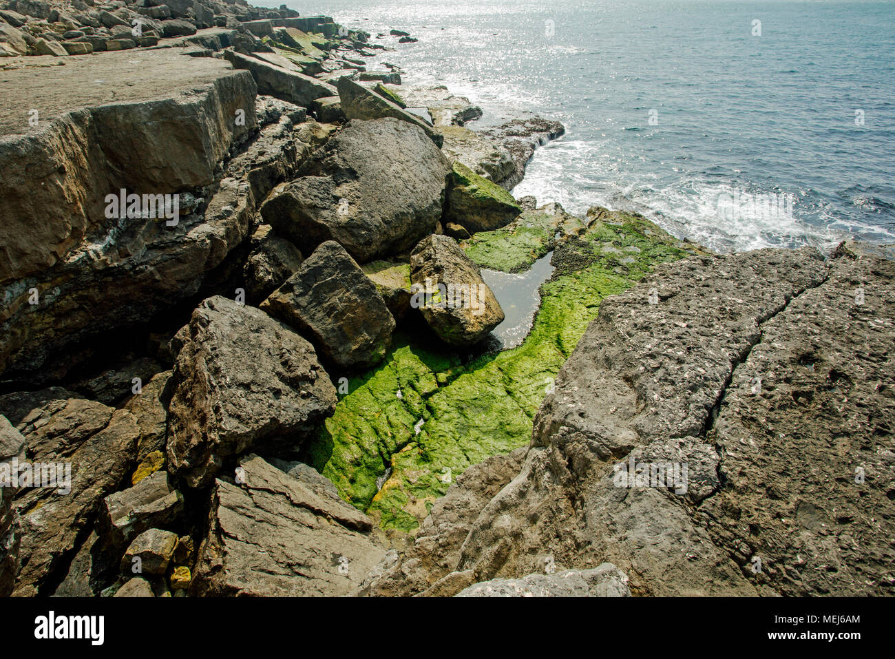Portland fossils hi-res stock photography and images - Alamy