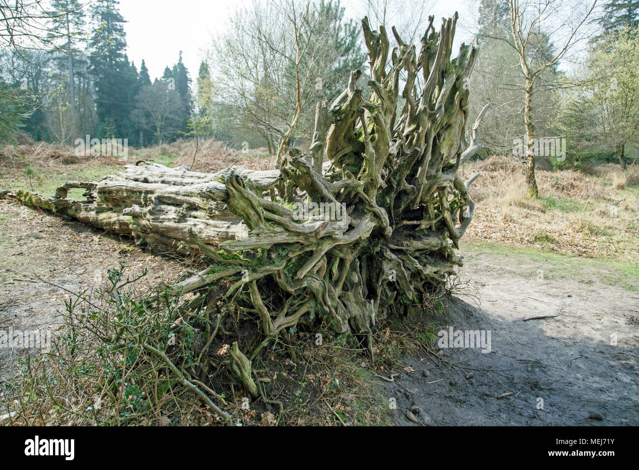 Root system of a fallen tree on display in the New Forest Stock Photo ...