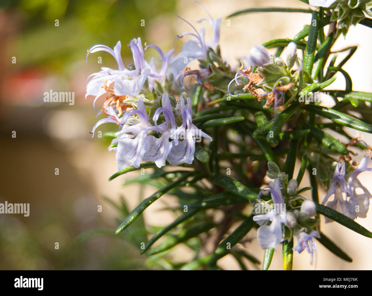 Plant leaves and flowers of Rosmarinus officinalis Stock Photo - Alamy