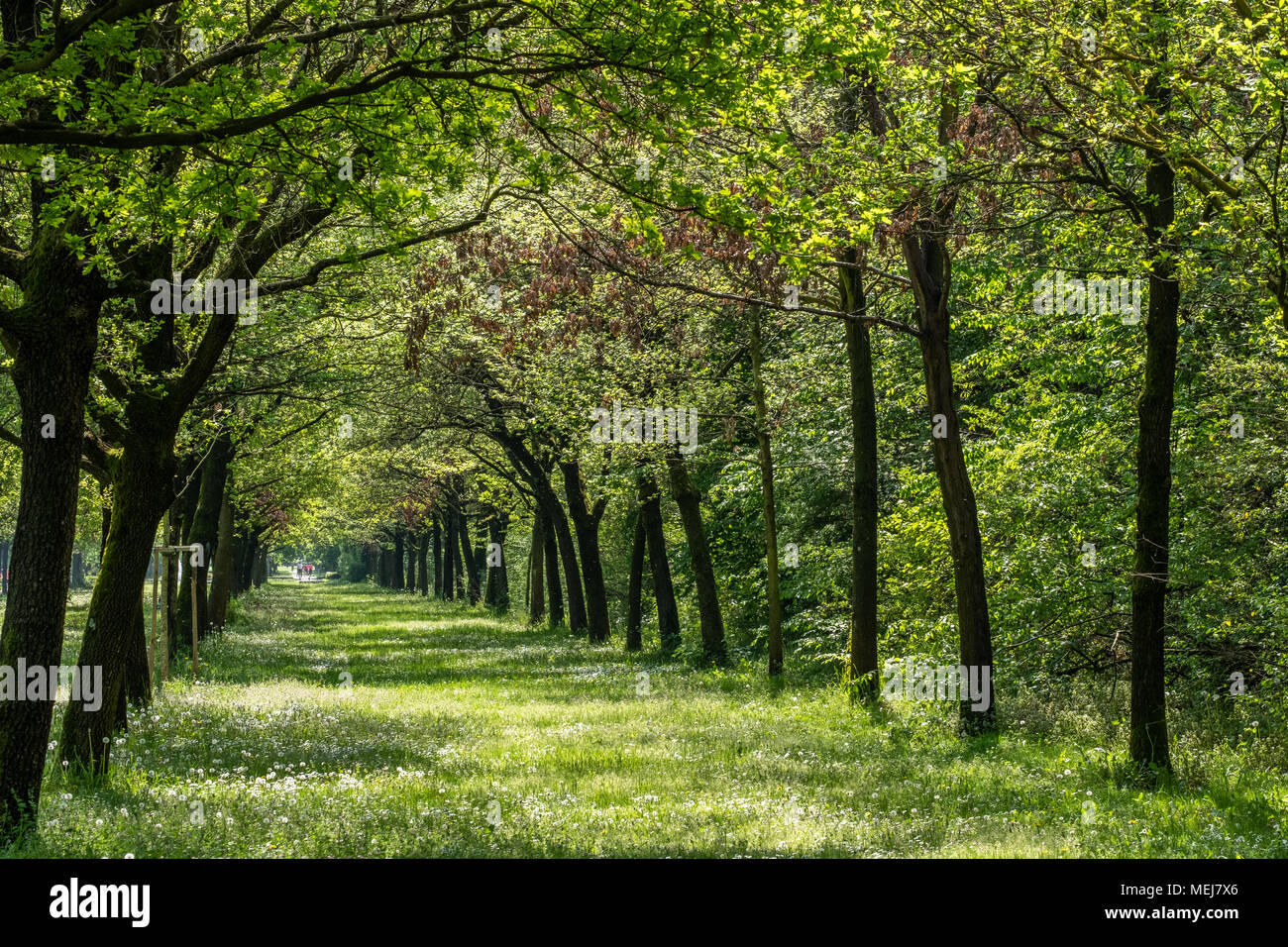 Tunnel of flowers hi-res stock photography and images - Alamy