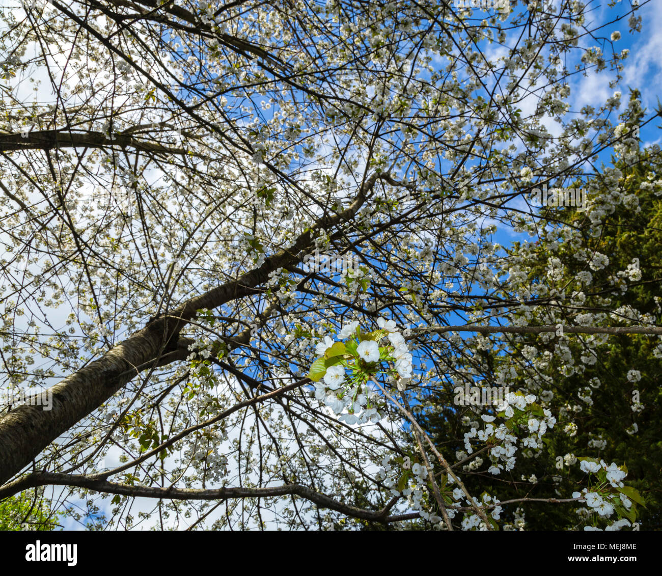 Cherry blossom hangs in a canopy from a thicket of wild cherry trees ...
