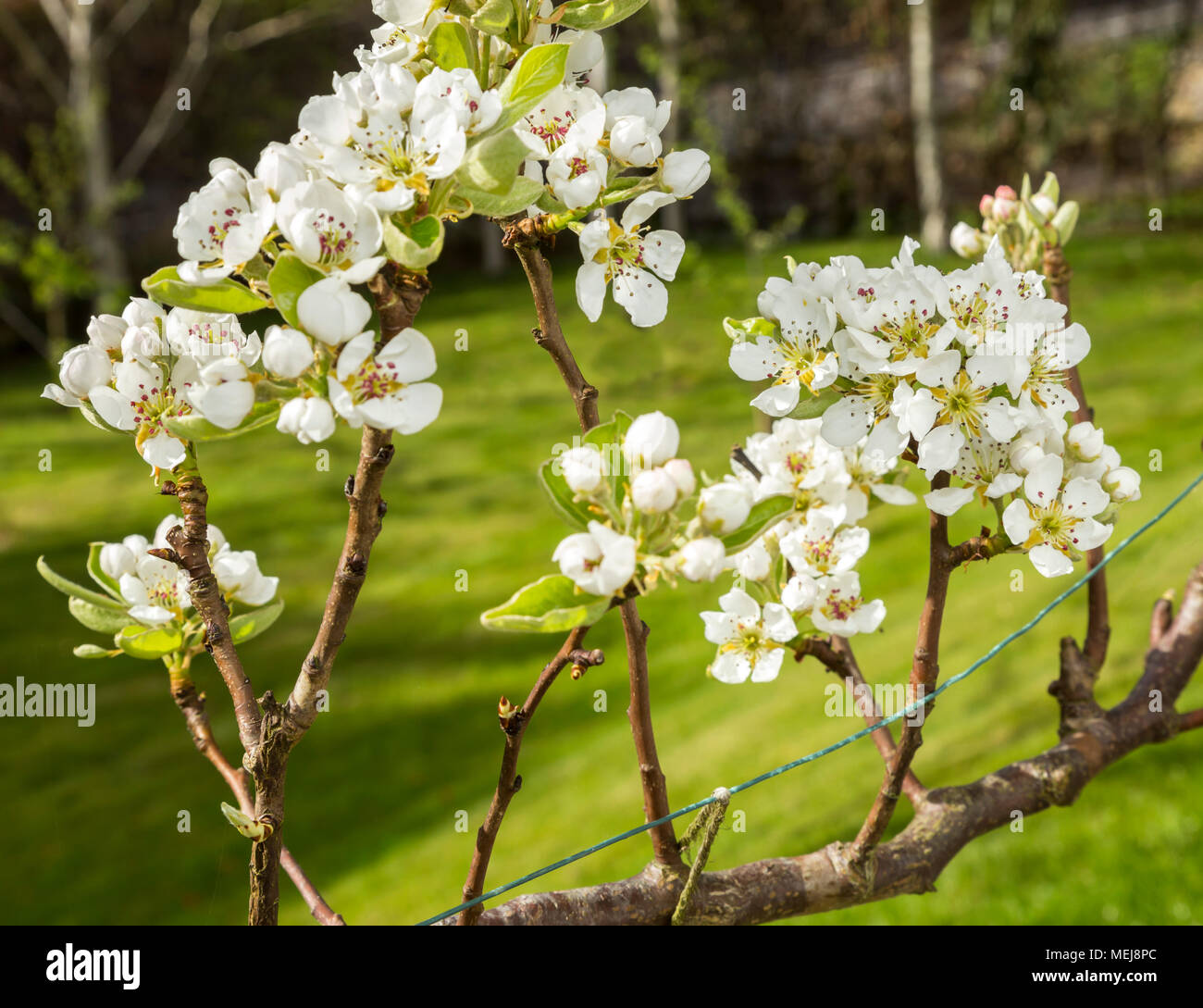 Small pear tree hi-res stock photography and images - Alamy