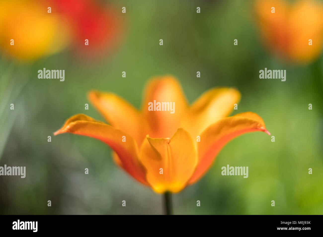 single spring flower isolated with meadow background - orange flower ...