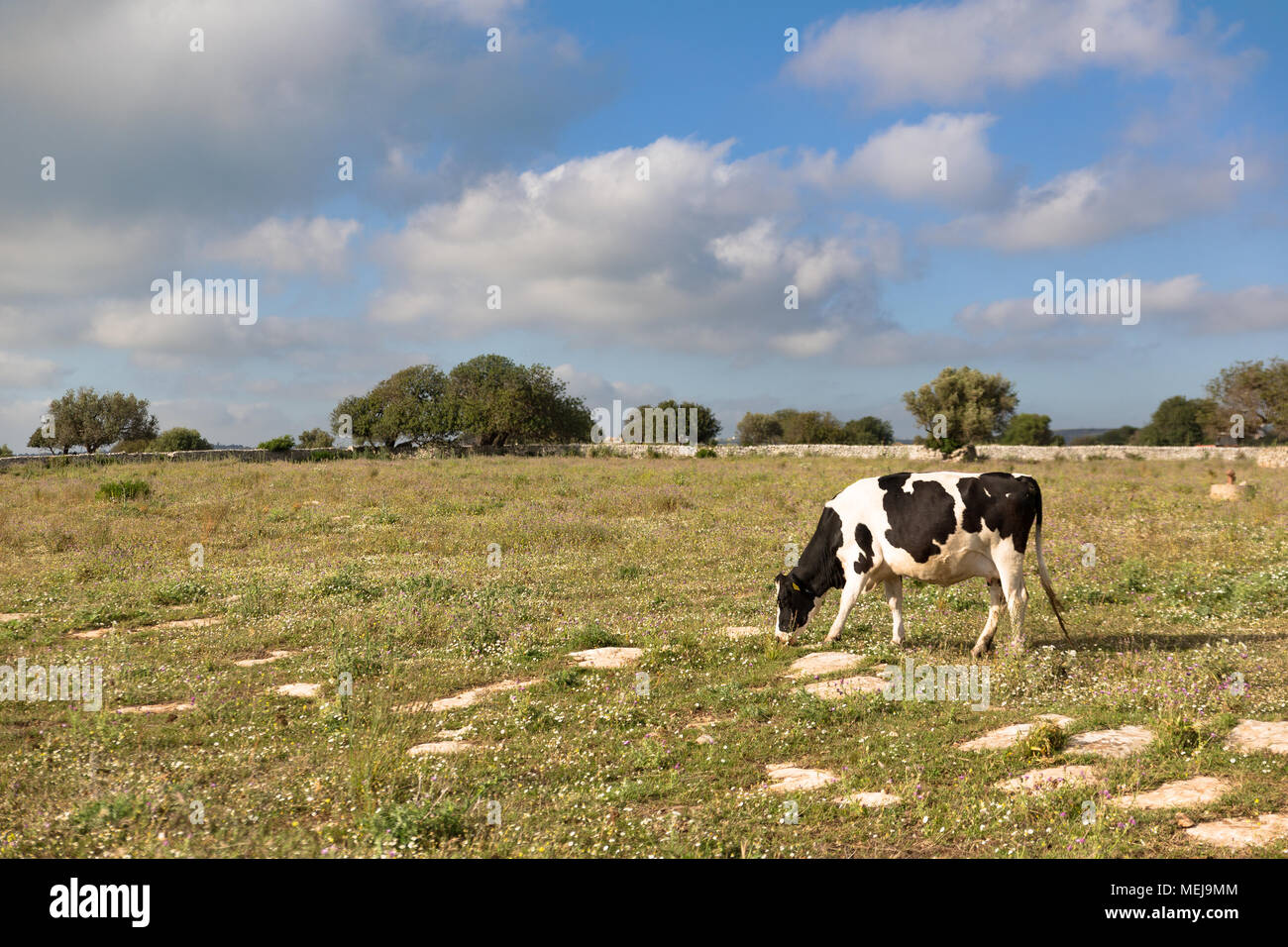 A single cow feeding with some grass Stock Photo - Alamy