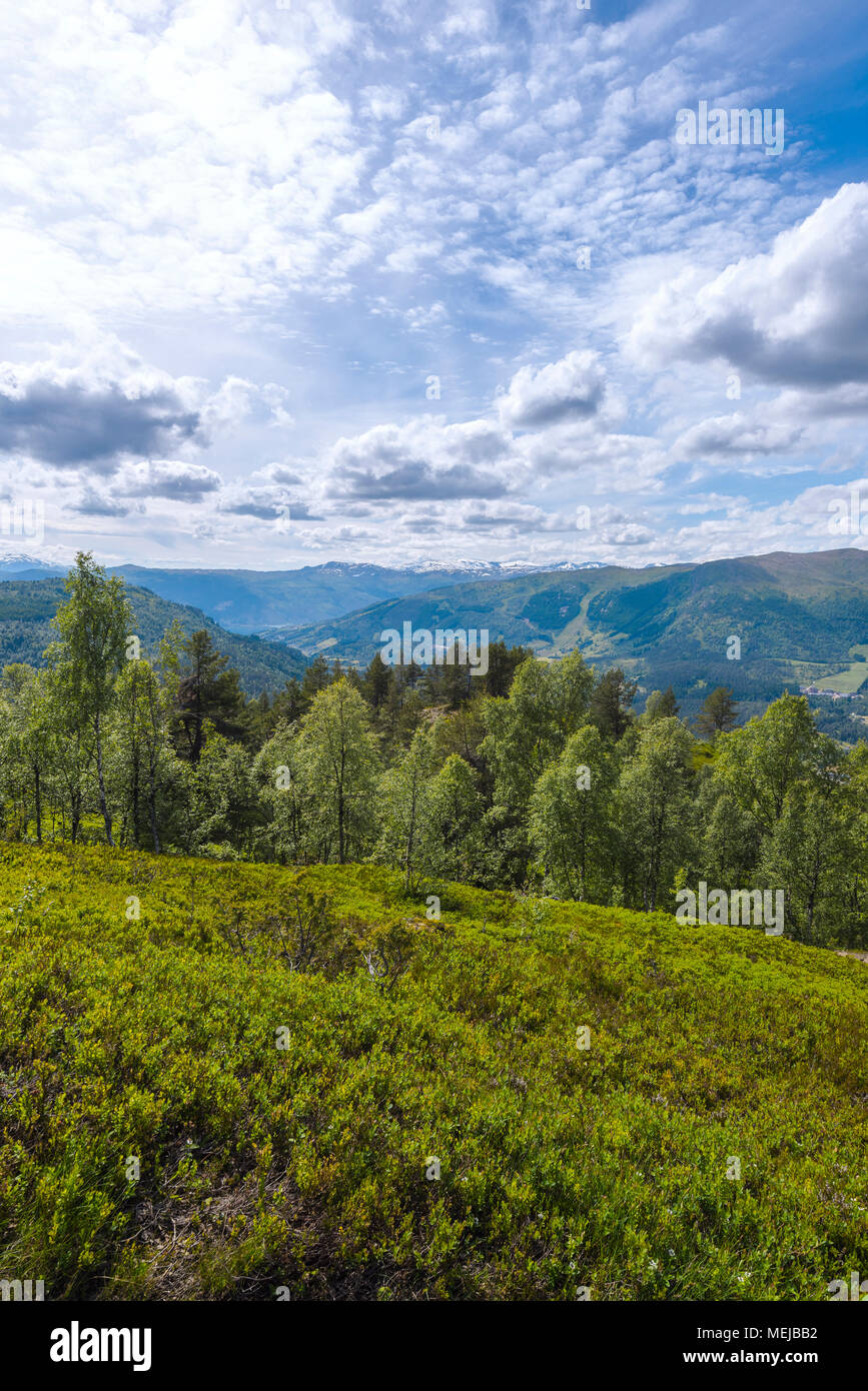 Norwegian vegetation hi-res stock photography and images - Alamy