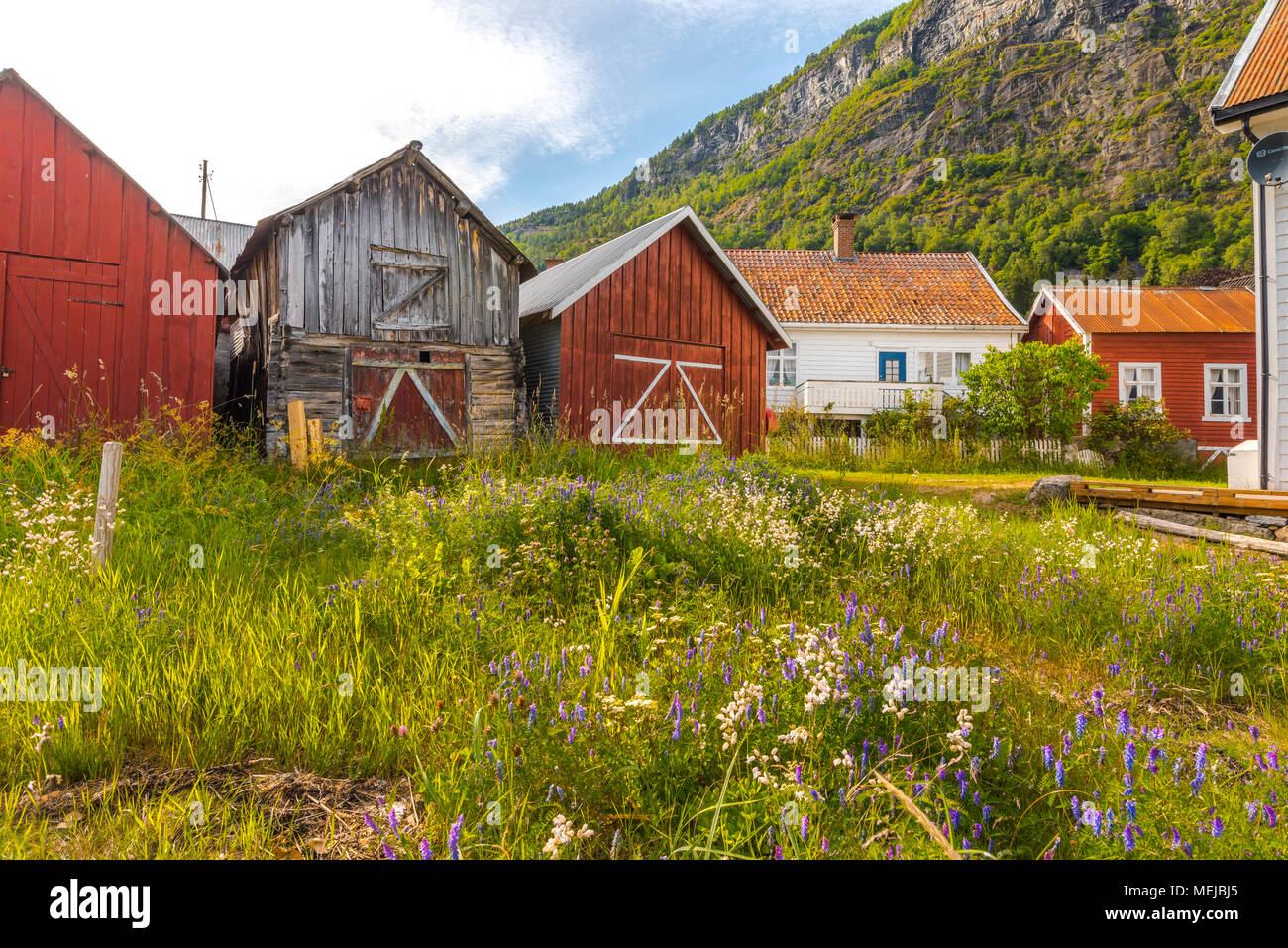 meadow with wild flowers and sheds, Solvorn, Norway, at the shore of ...