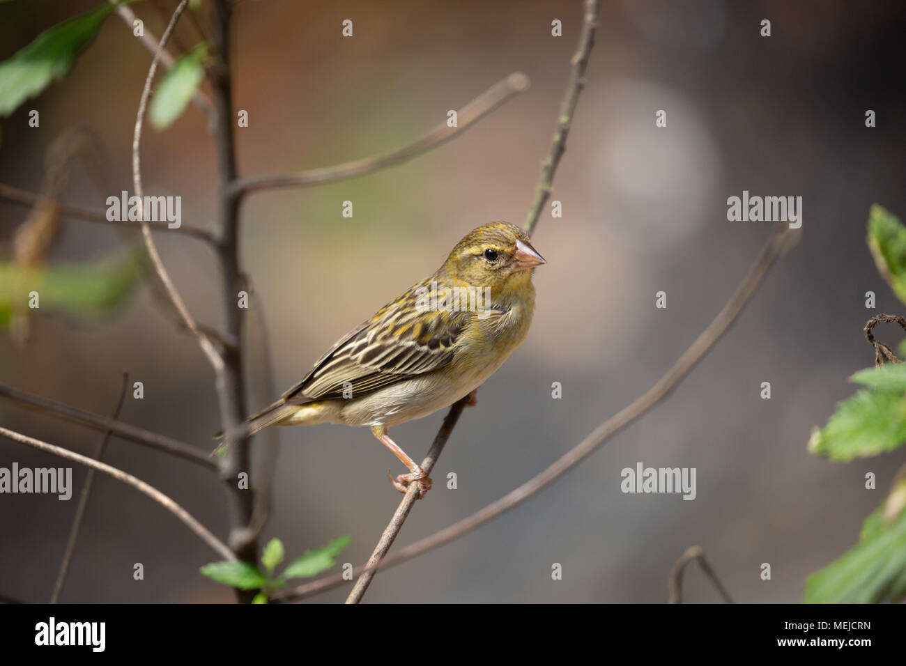 Seychelles- Red Fody female bird in the forest Stock Photo - Alamy