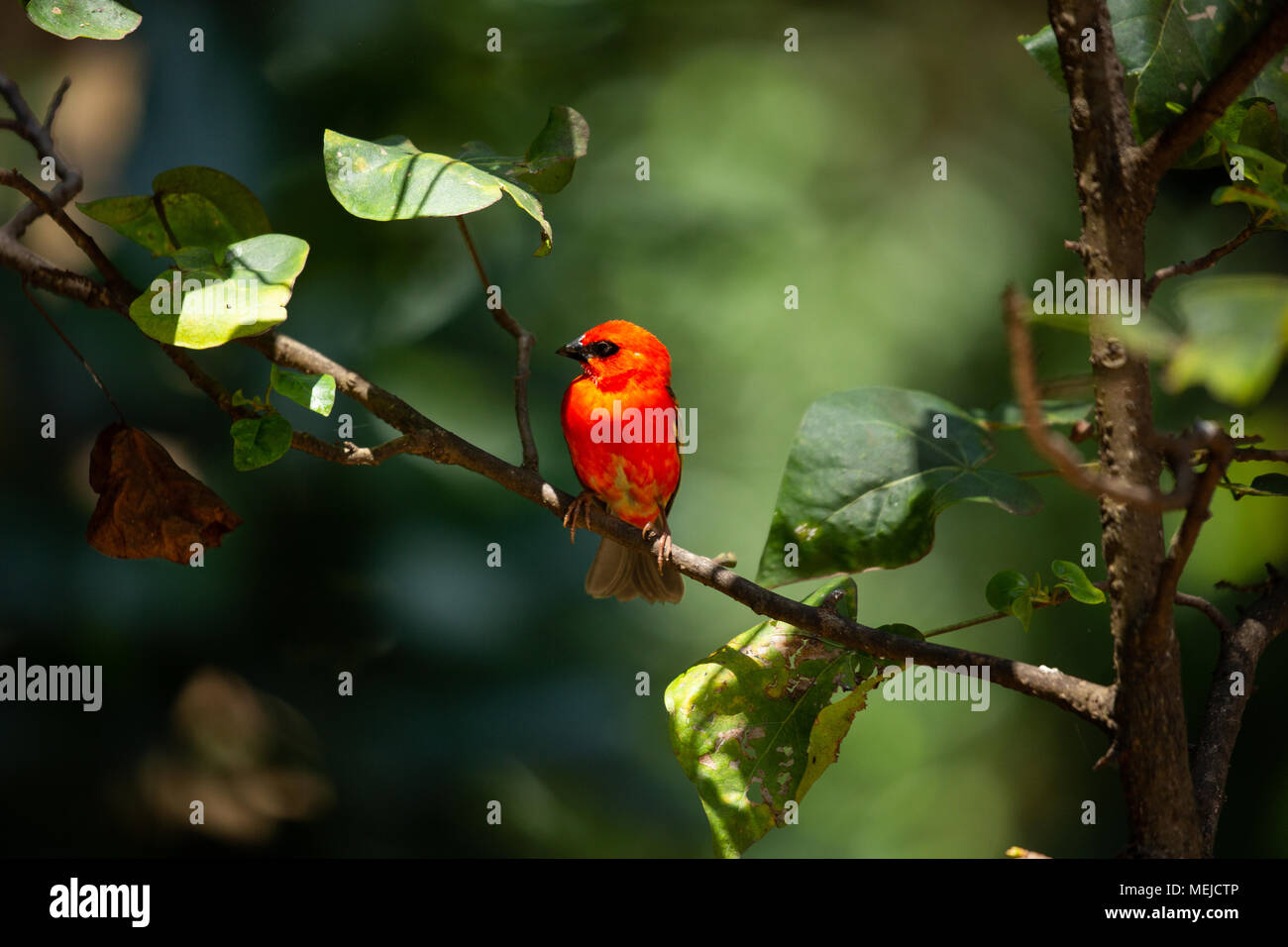 African forest bird hi-res stock photography and images - Alamy