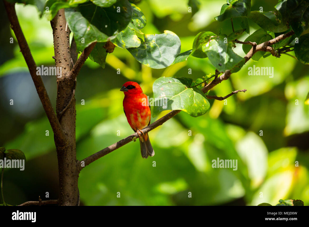 Indian forest bird hi-res stock photography and images - Alamy